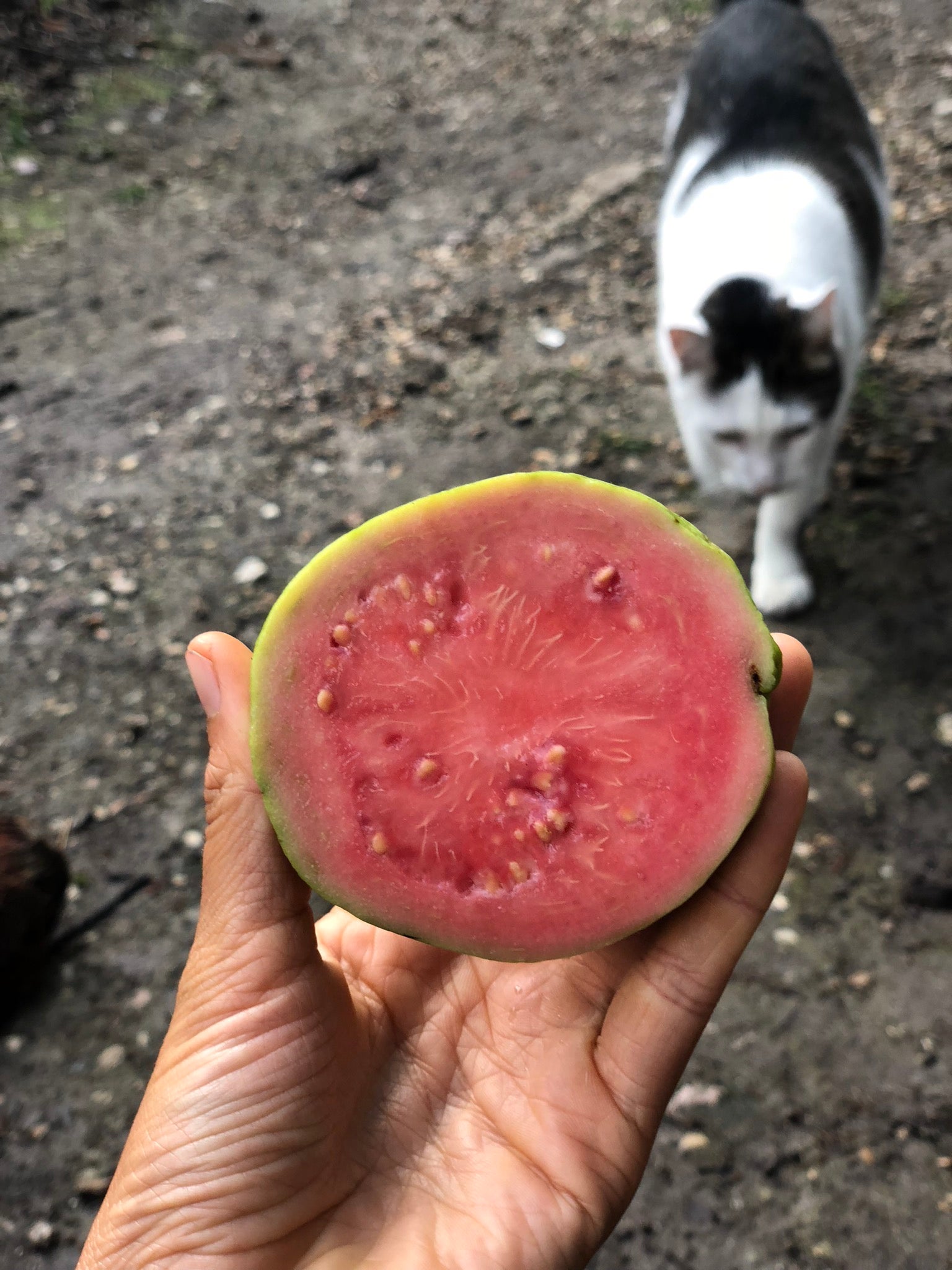 Pink Guava – Miami Fruit