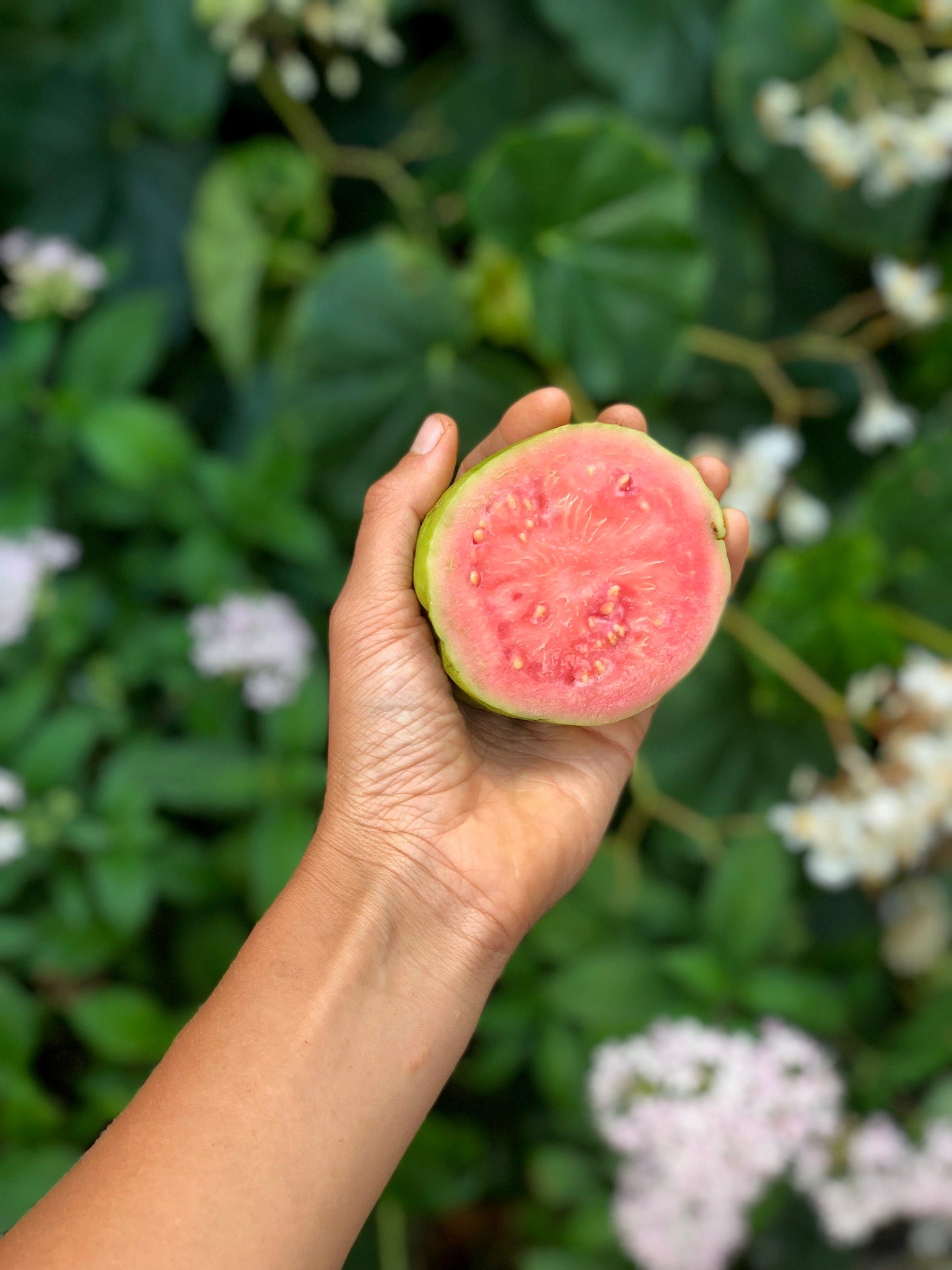 Pink Guava – Miami Fruit