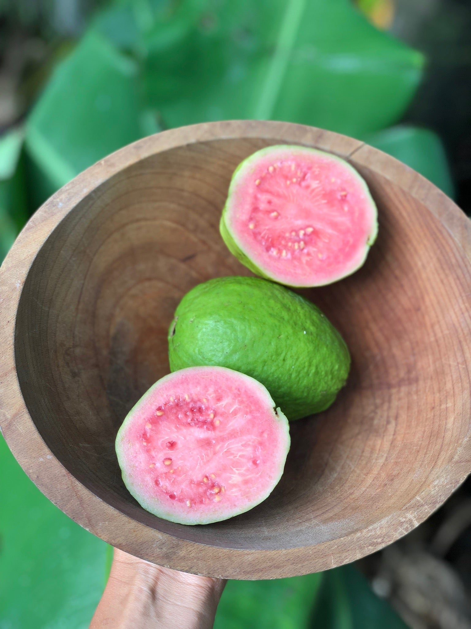 Pink Guava – Miami Fruit