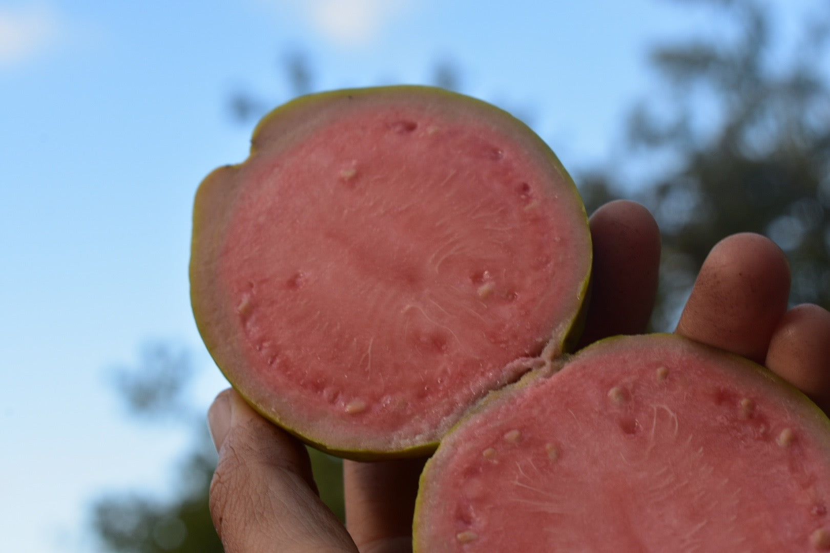 Pink Guava *Pre-Order* – Miami Fruit