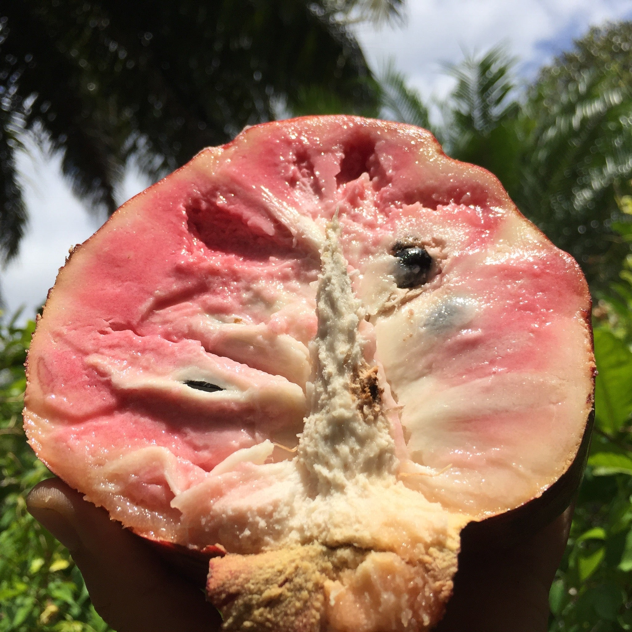 Buy Fresh Custard Apple Fruit Online *Pre Order* – Miami Fruit