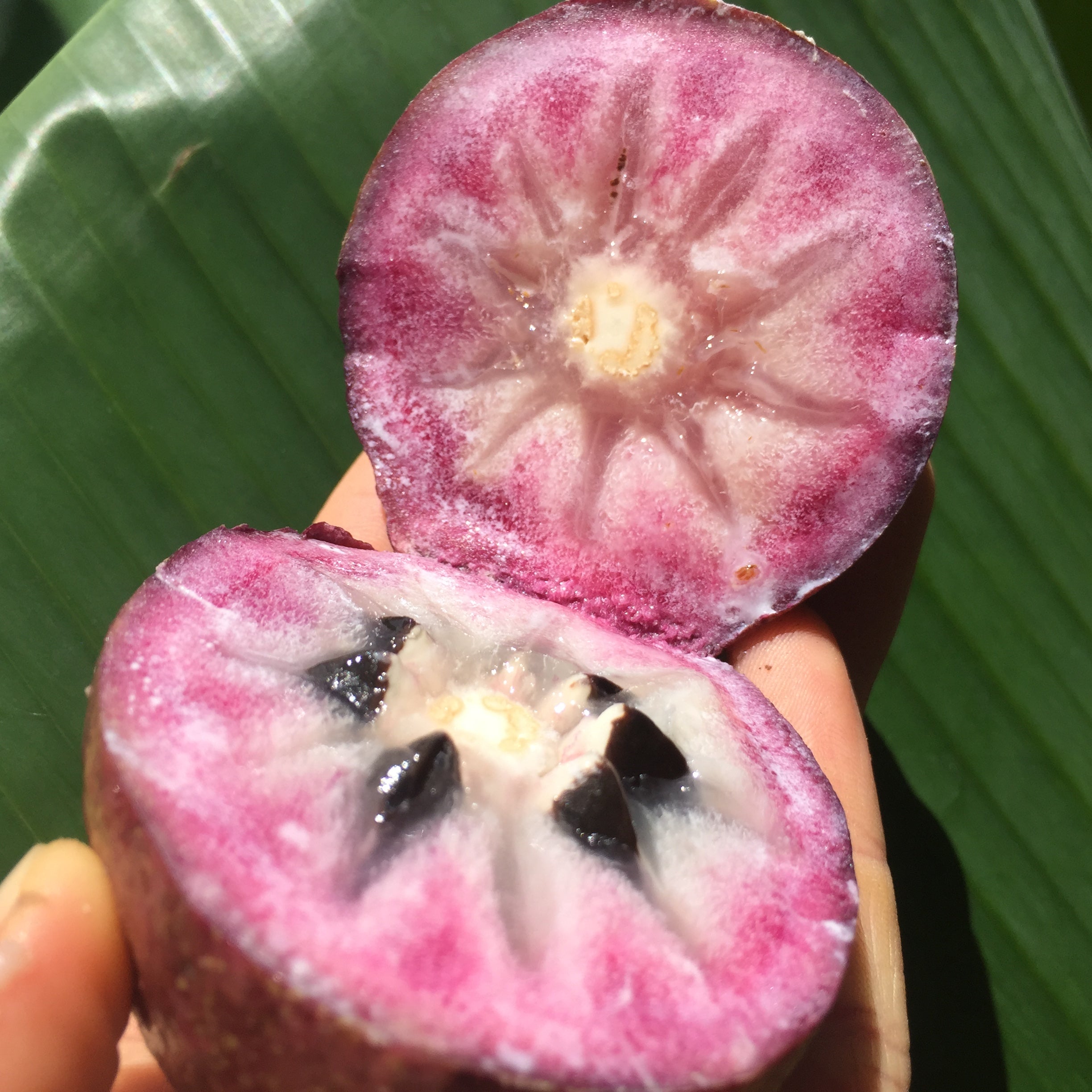 Star Apple - (Caimito) – Miami Fruit