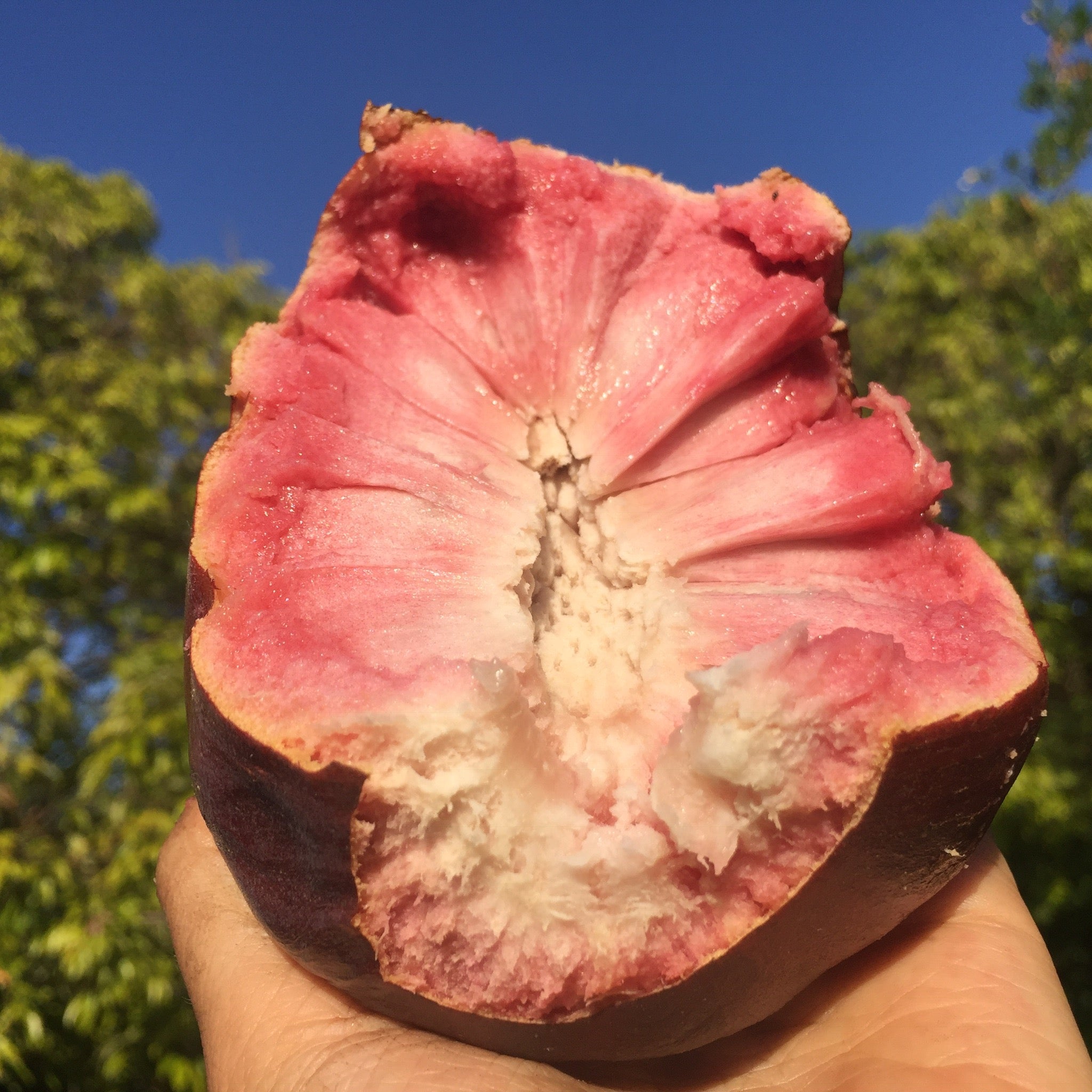Buy Fresh Custard Apple Fruit Online *Pre Order* – Miami Fruit