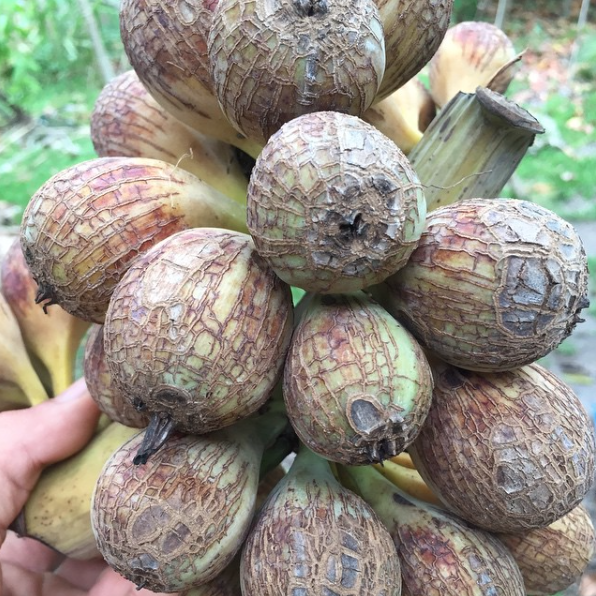 Pitogo Banana – Miami Fruit