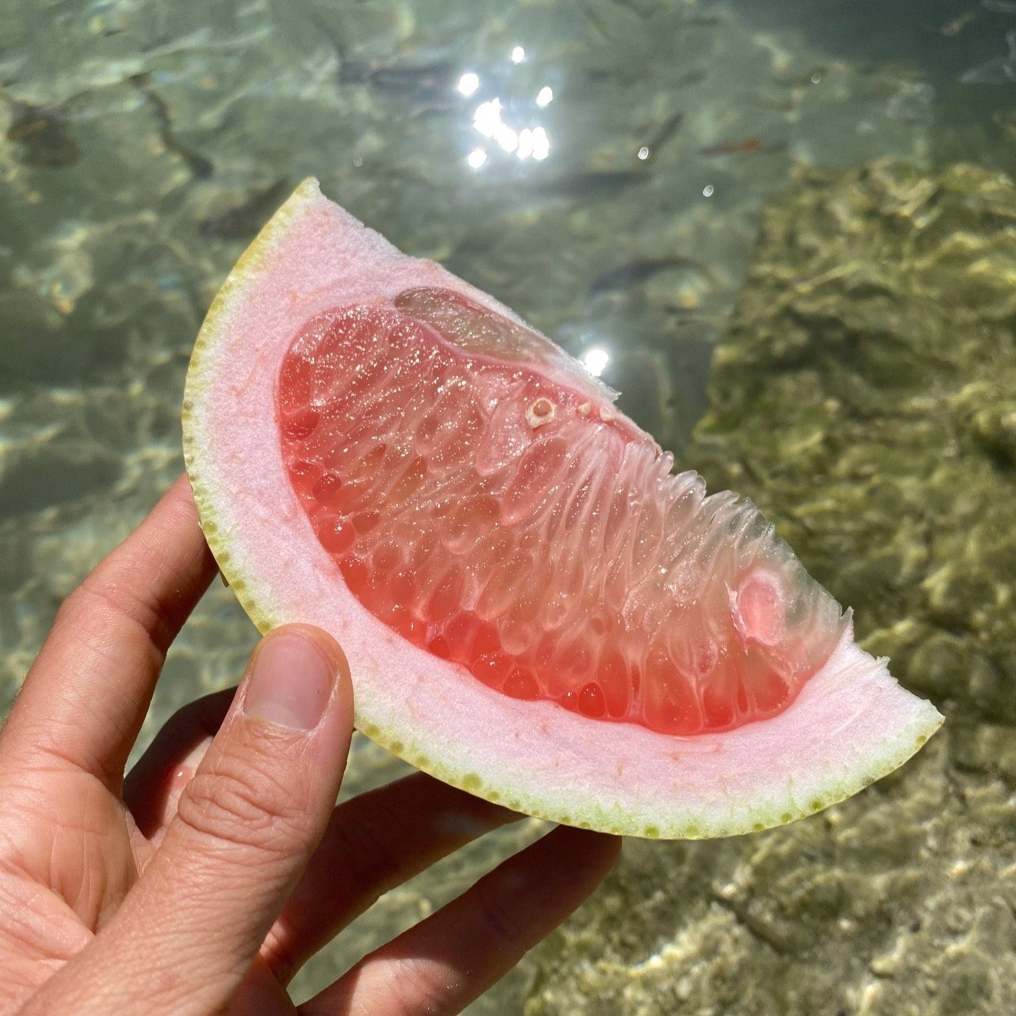 Pomelo Box – Miami Fruit