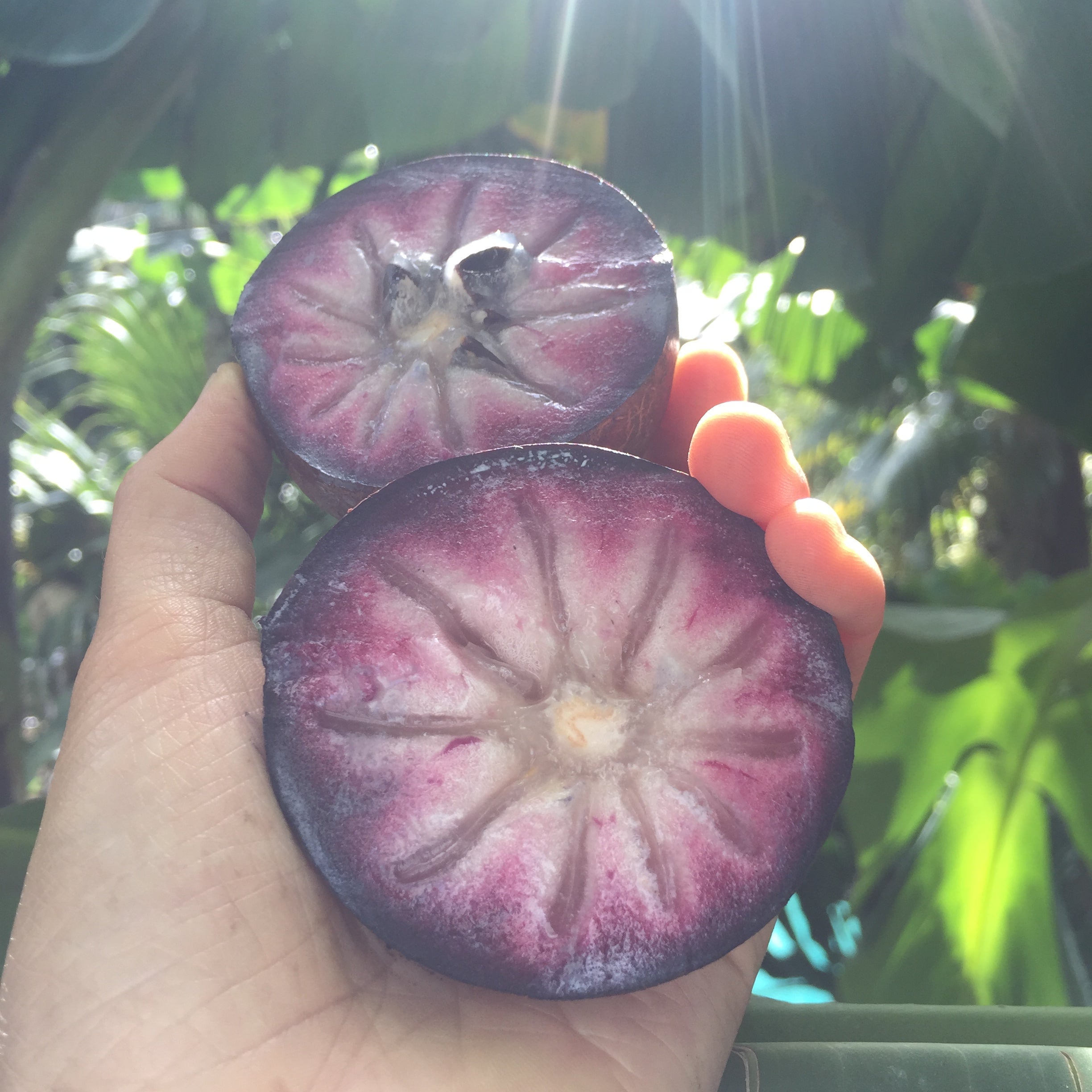 Star Apple - Caimito (Cainito) Box – Miami Fruit