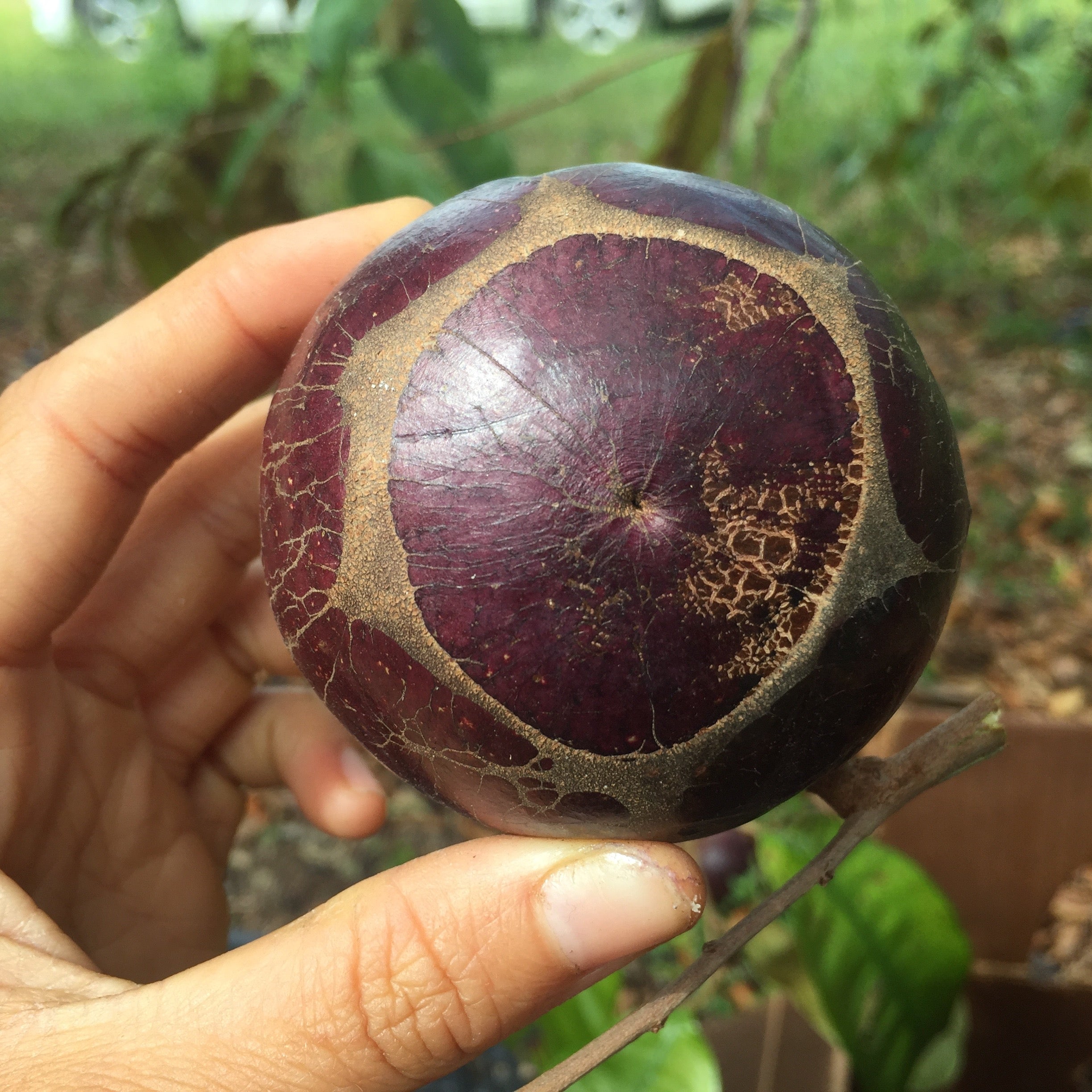 Star Apple - (Caimito) – Miami Fruit