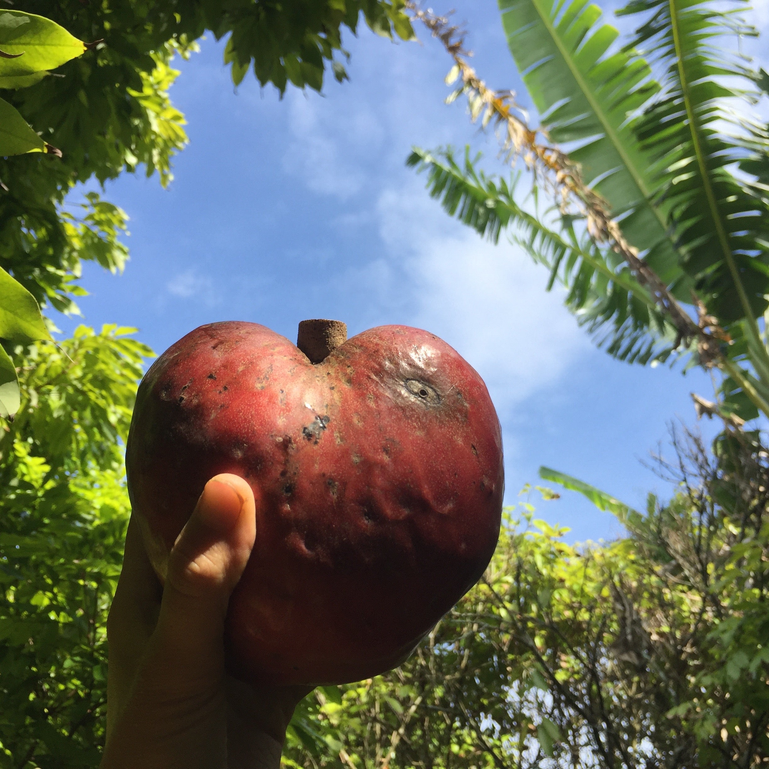 Buy Fresh Custard Apple Fruit Online *Pre Order* – Miami Fruit