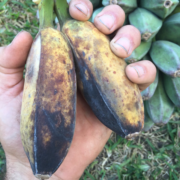 Saba Banana *Pre-Order* – Miami Fruit