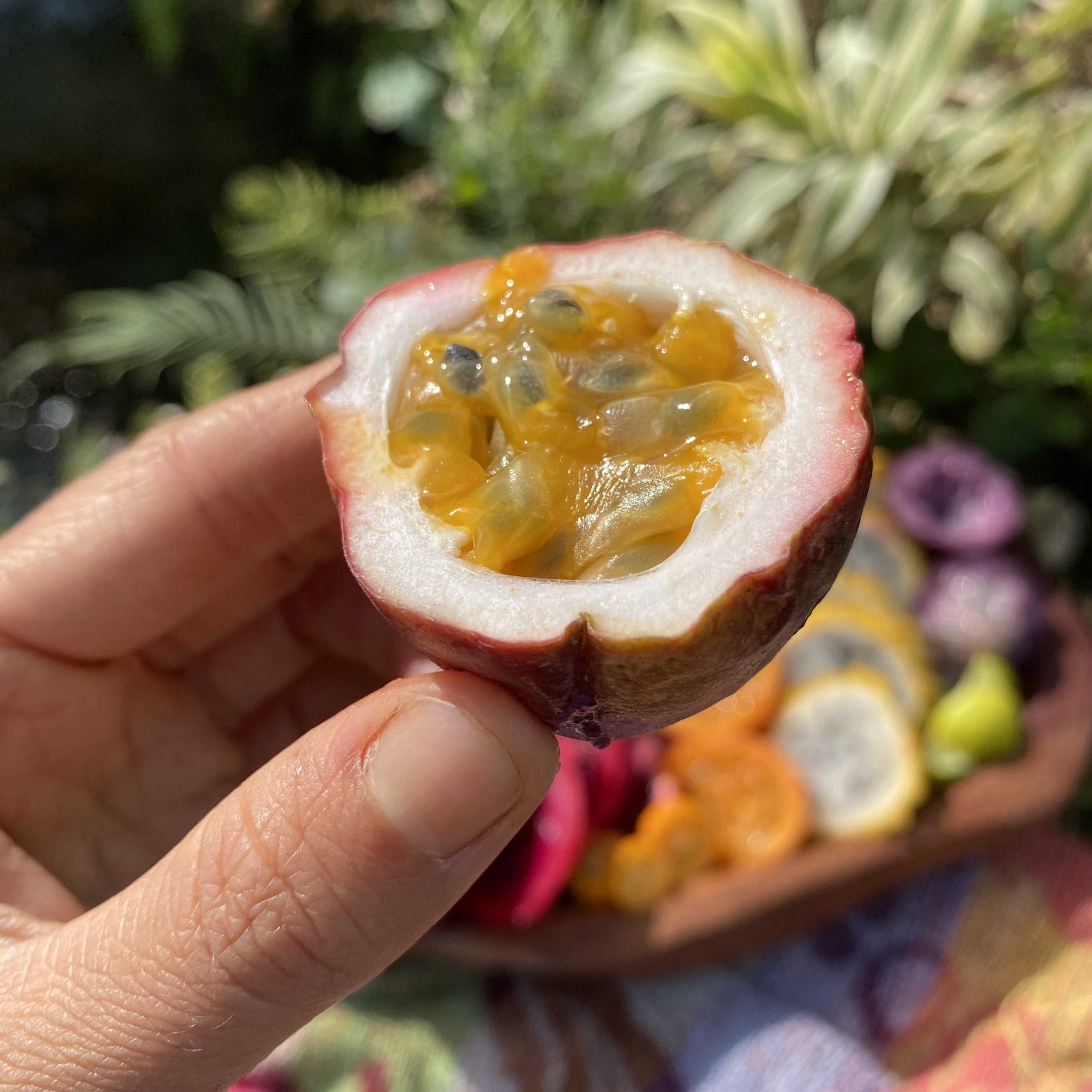 Purple/Pink Passionfruit (Lilikoi) Box *Pre-Order* – Miami Fruit