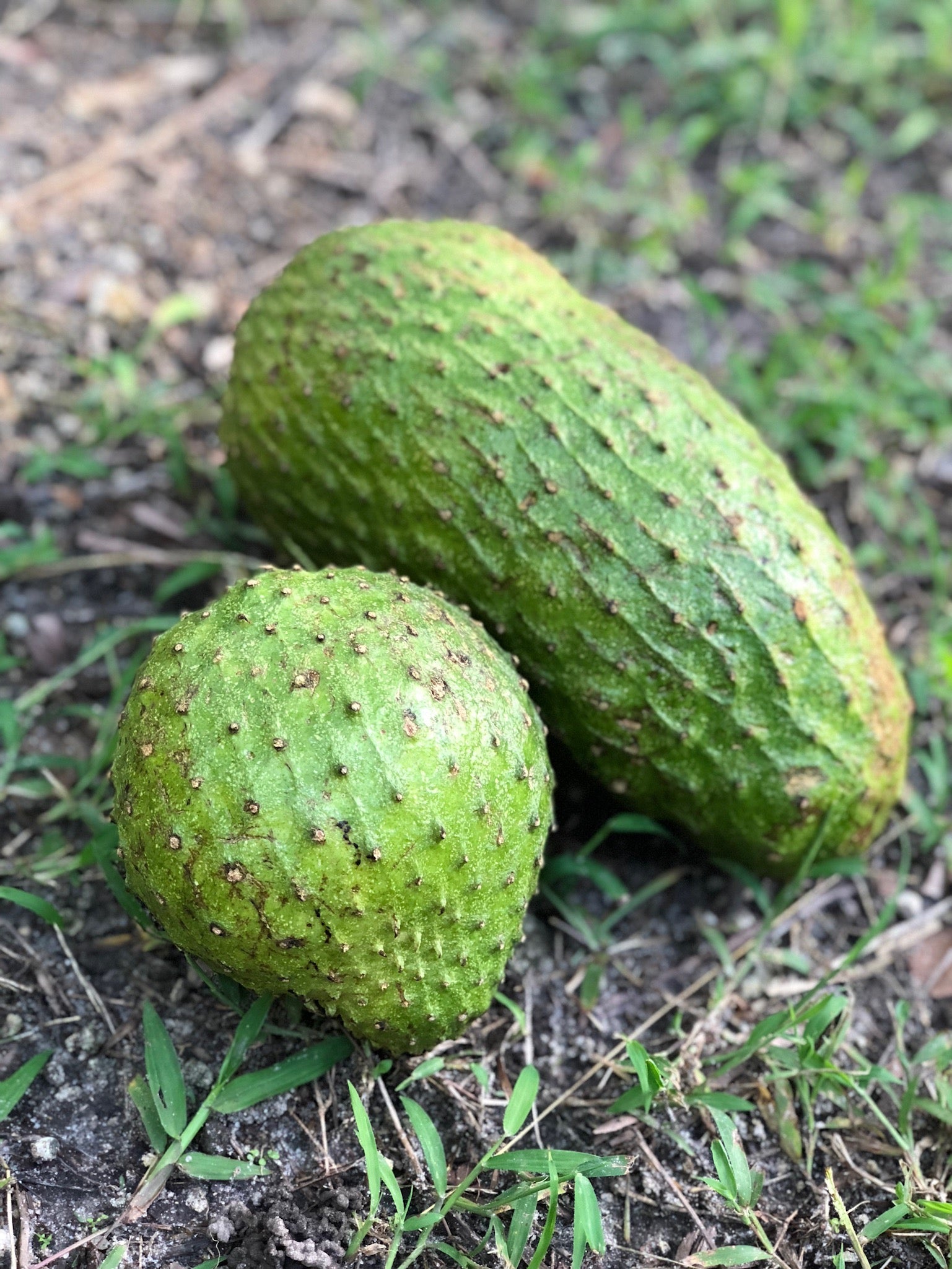 Premium Soursop (Guanabana) – Miami Fruit