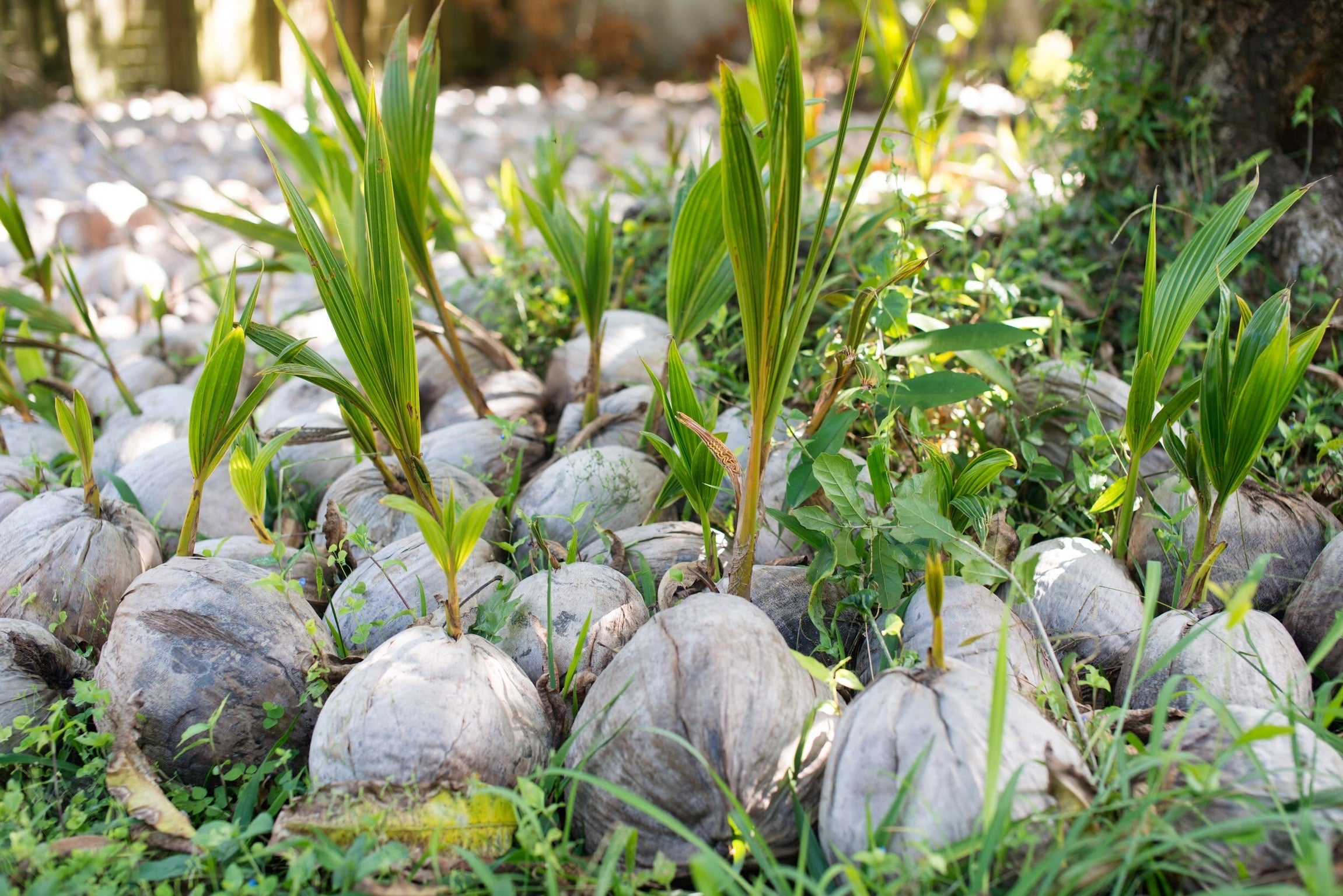 Sprouted Coconut *Pre-Order* – Miami Fruit