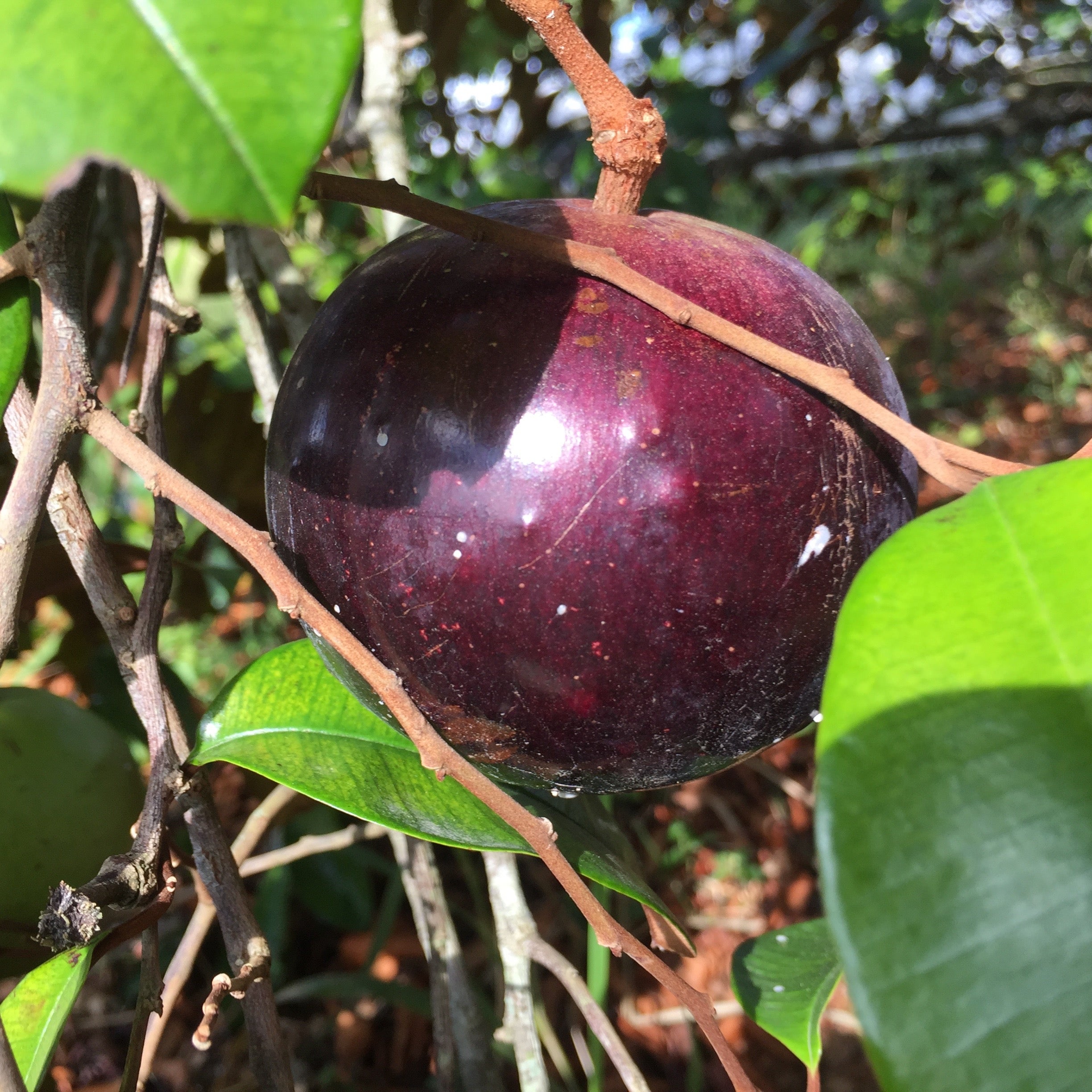 Star Apple - (Caimito) – Miami Fruit