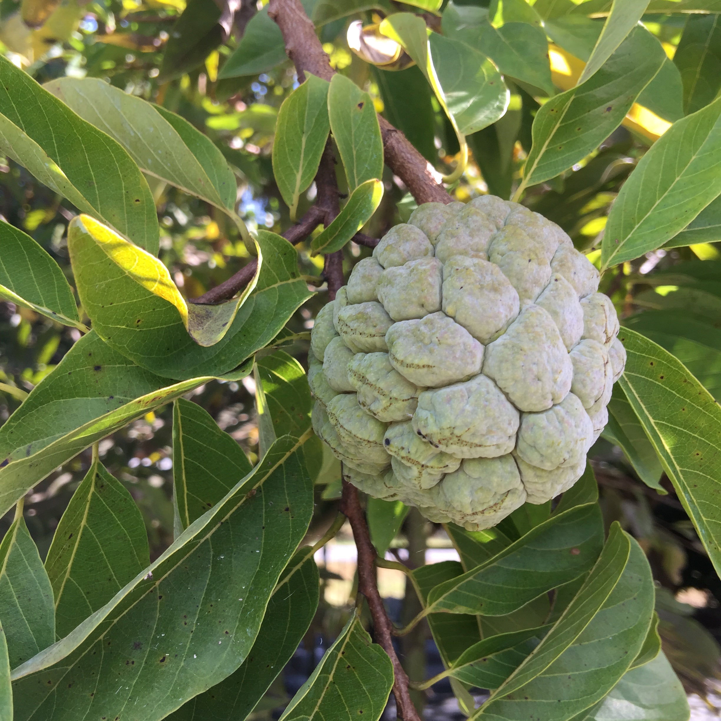 Sugar Apple (Sweetsop) – Miami Fruit