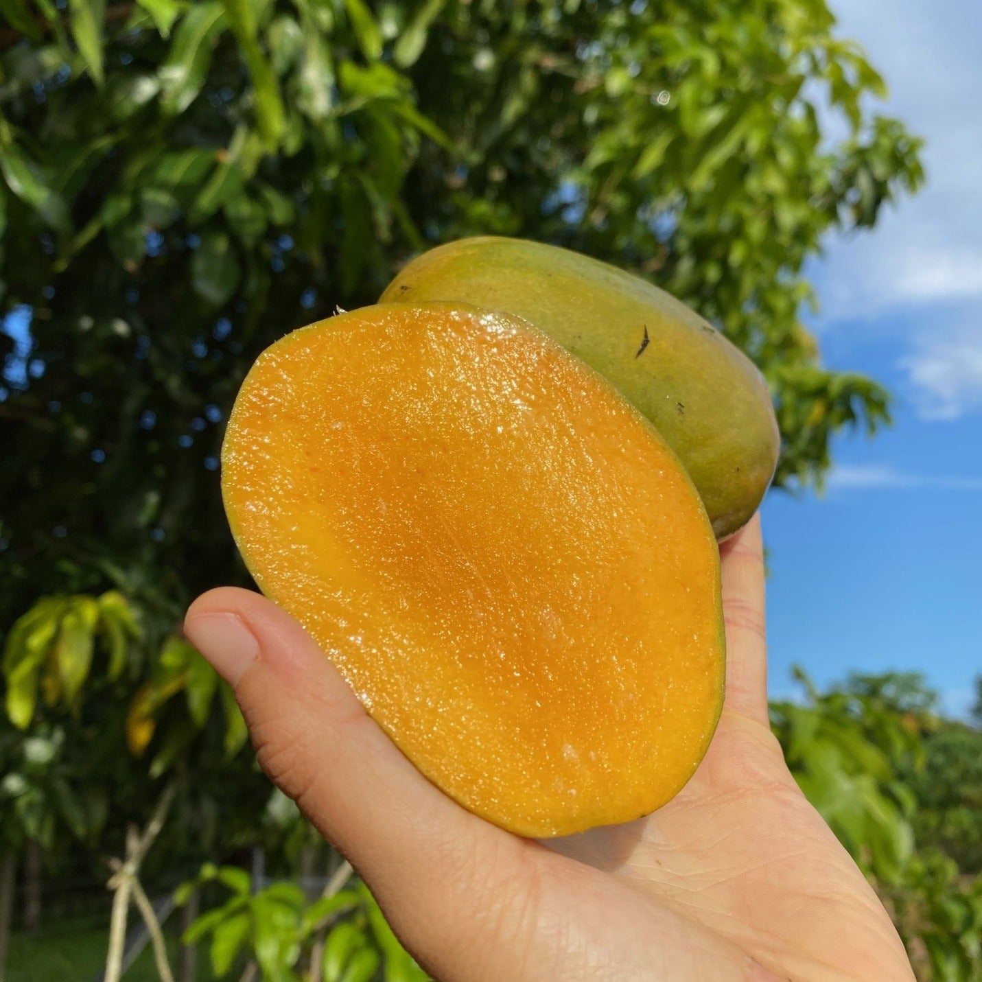 Julie Mango *Pre-Order* – Miami Fruit