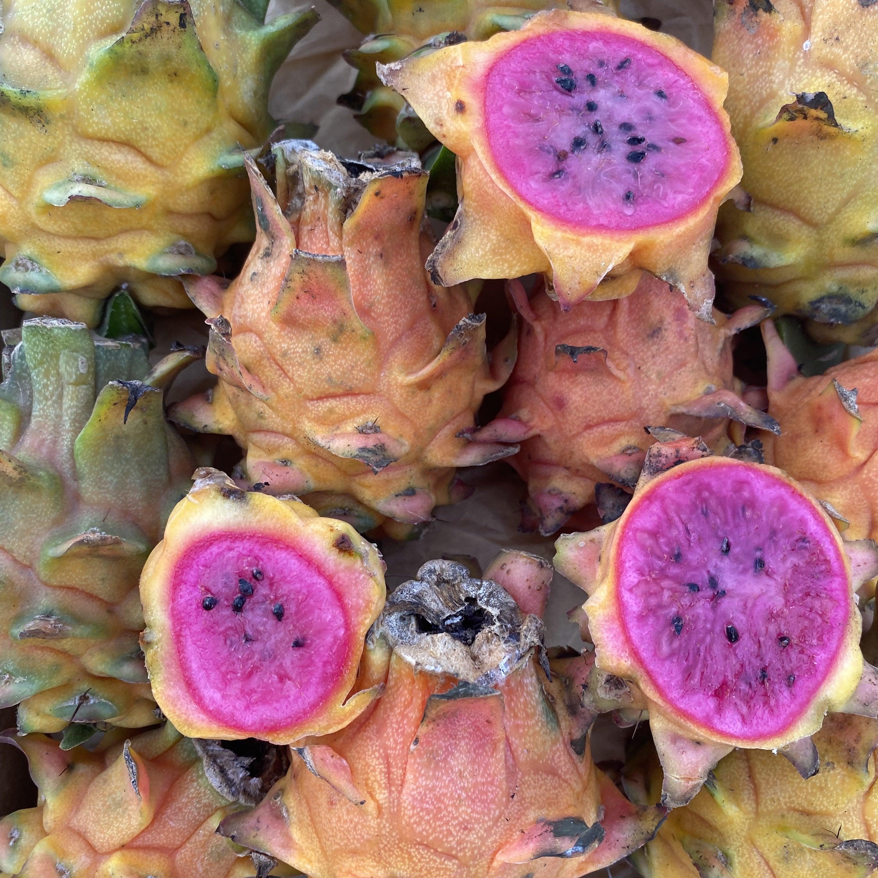 Sunset Dragonfruit *RARE* / *Pre-Order* – Miami Fruit