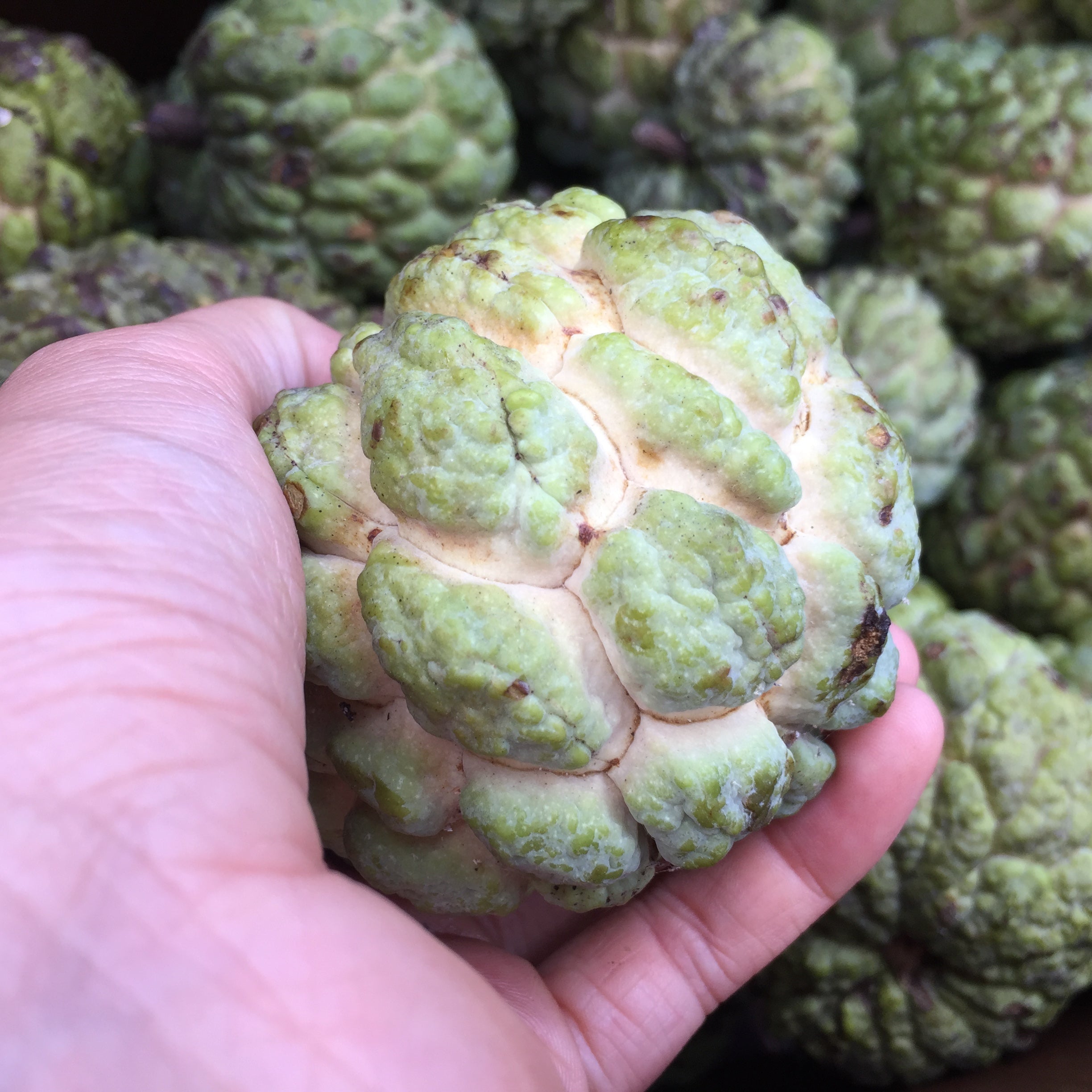 Sugar Apple (Sweetsop) – Miami Fruit