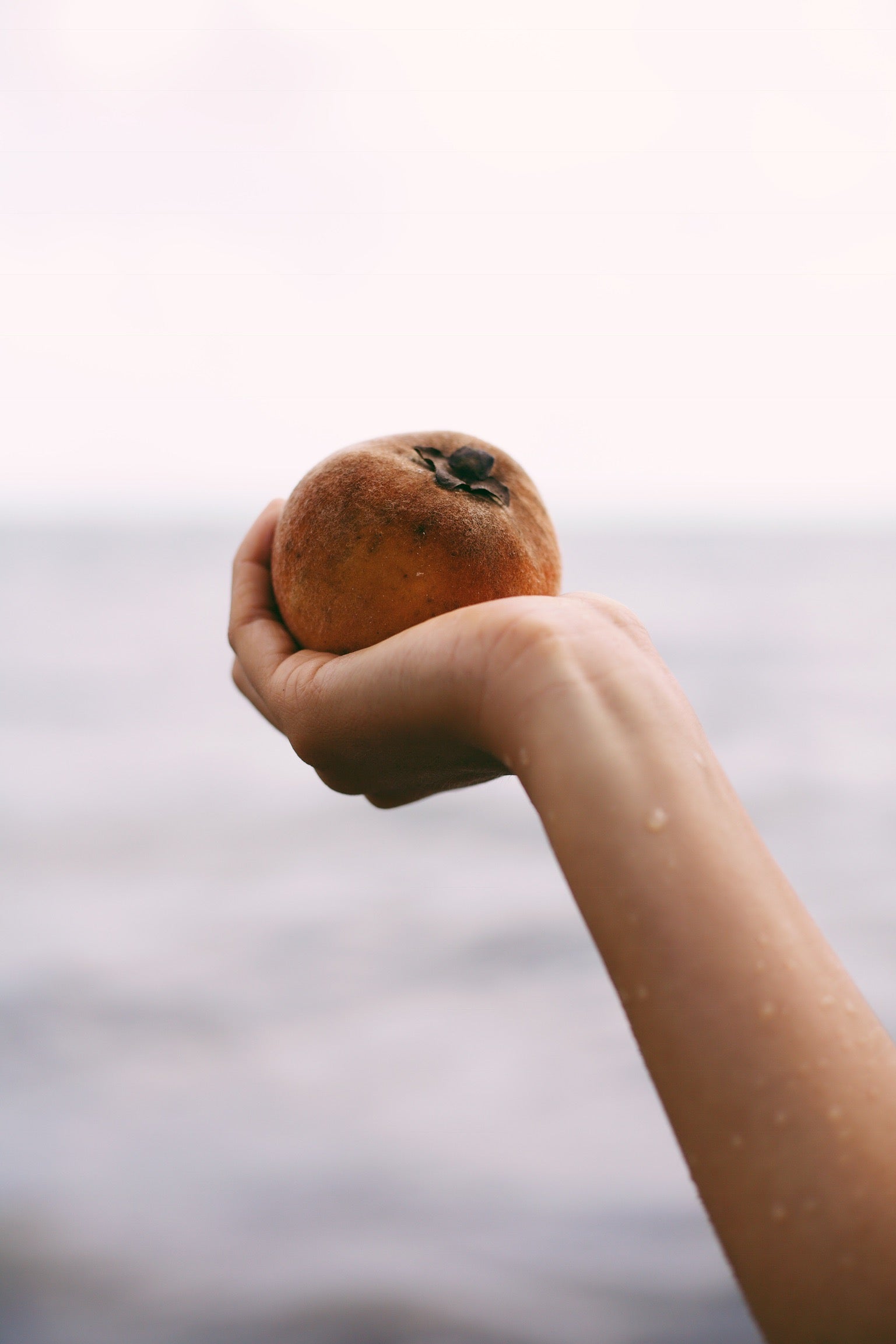 Velvet Apple (African Persimmon) *Pre-Order* – Miami Fruit