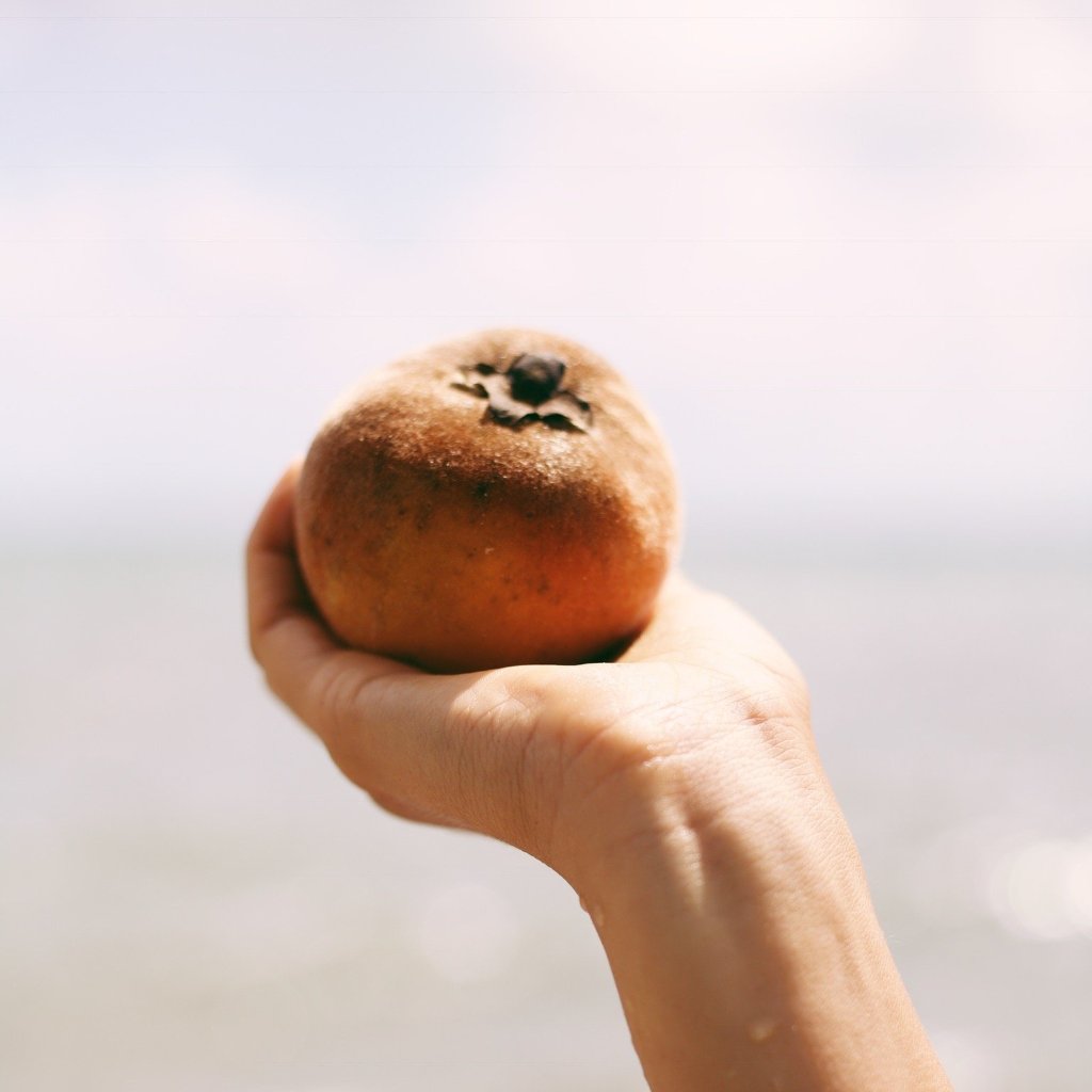 Velvet Apple (African Persimmon) *Pre-Order* – Miami Fruit