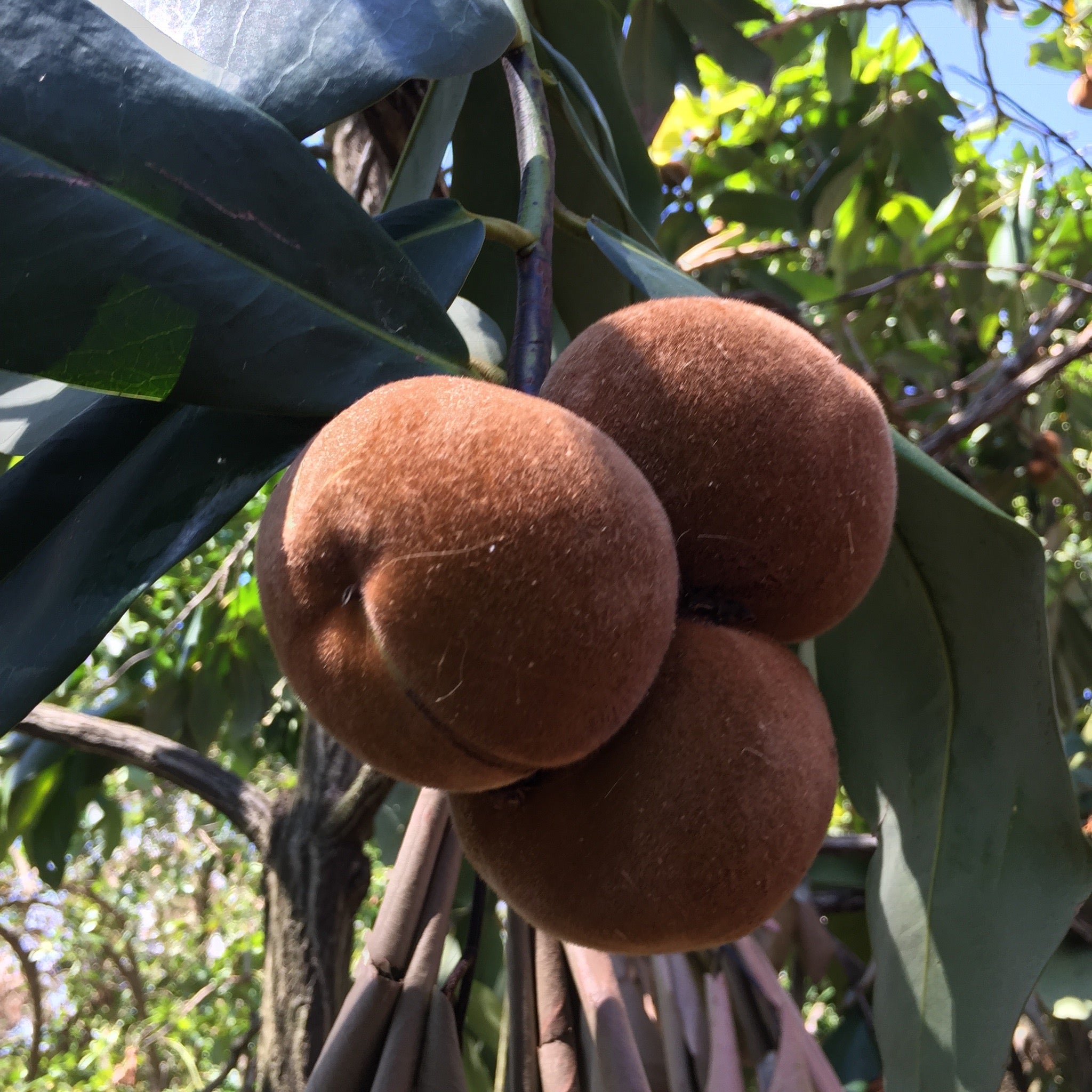 Velvet Apple (African Persimmon) *Pre-Order* – Miami Fruit