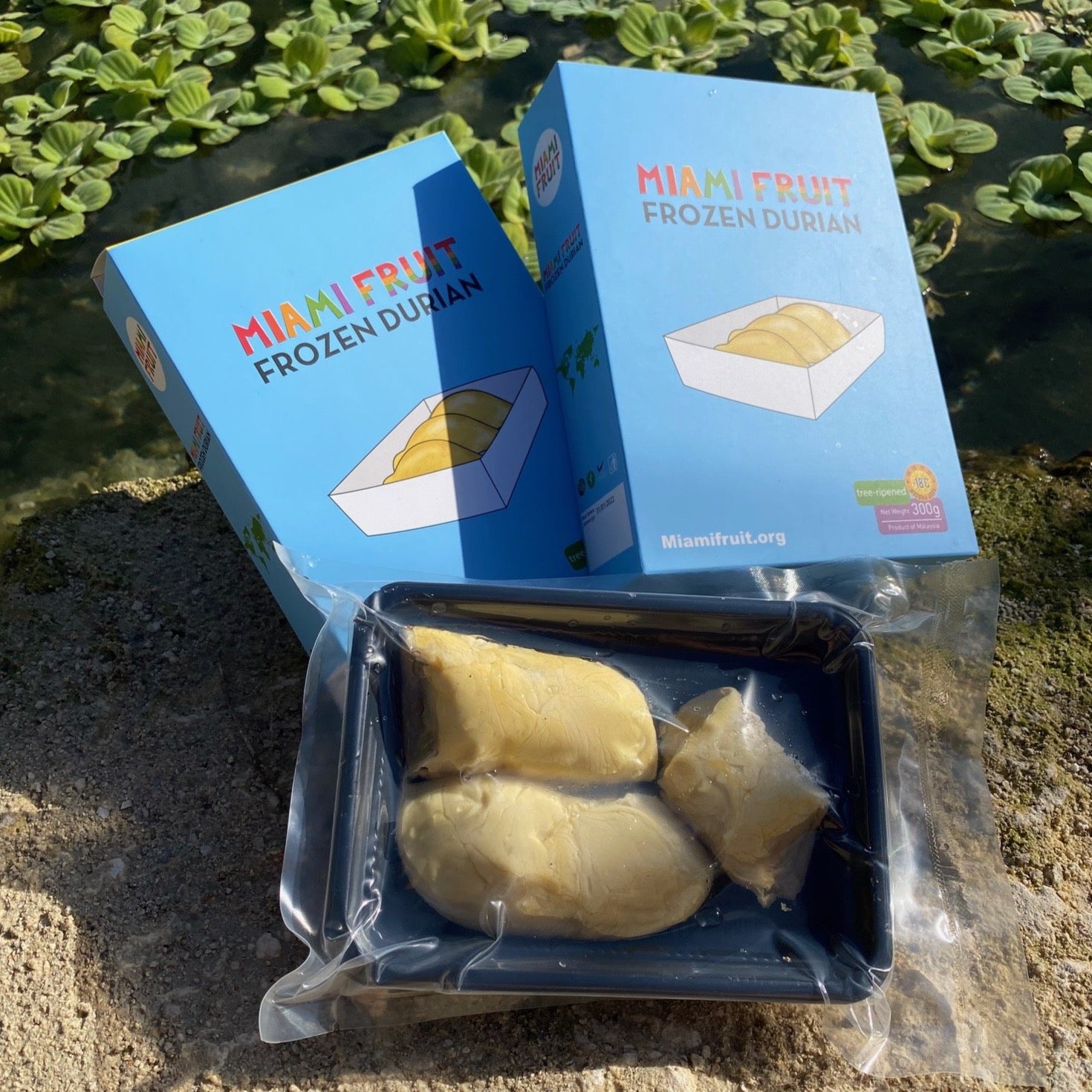 Sultan King (D24) Durian Trays *Pre-Order* – Miami Fruit