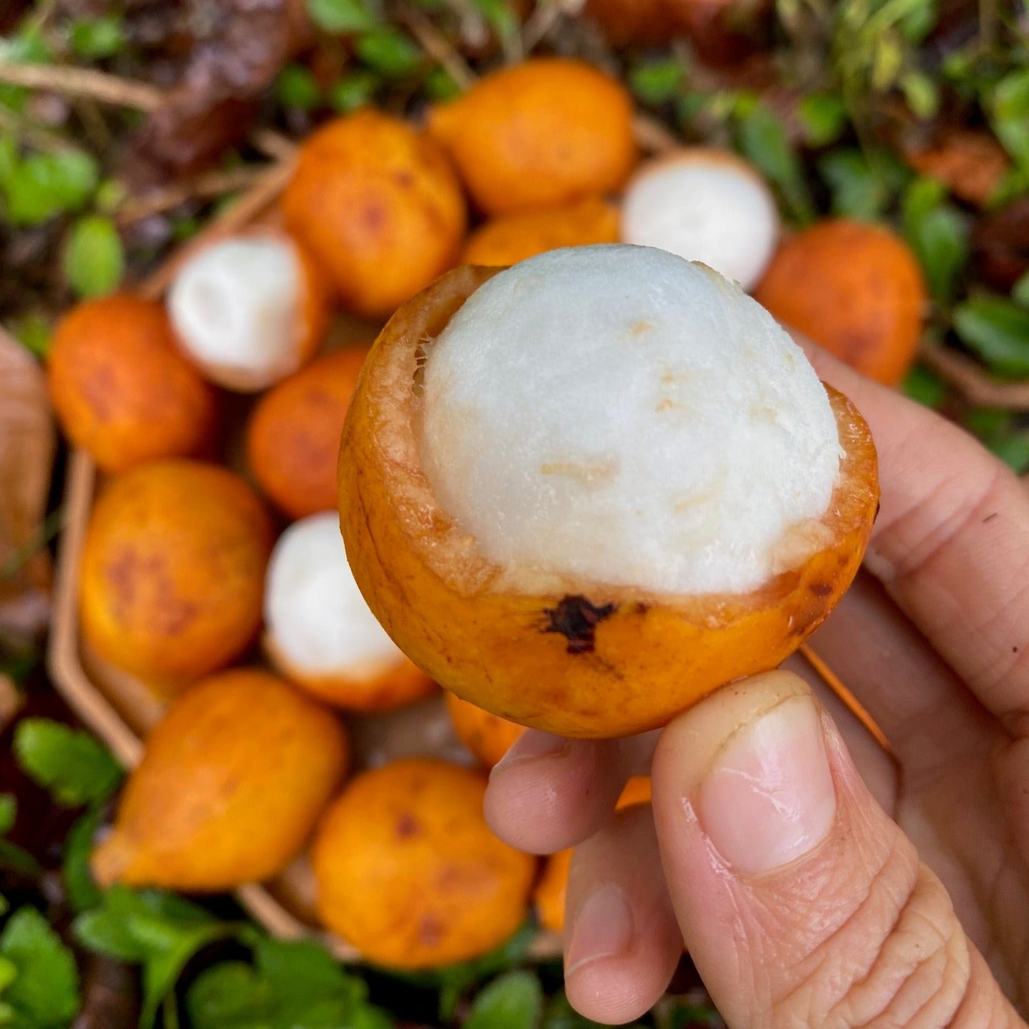 Achacha Fruit - Buy fresh Achachairú online from Miami Fruit