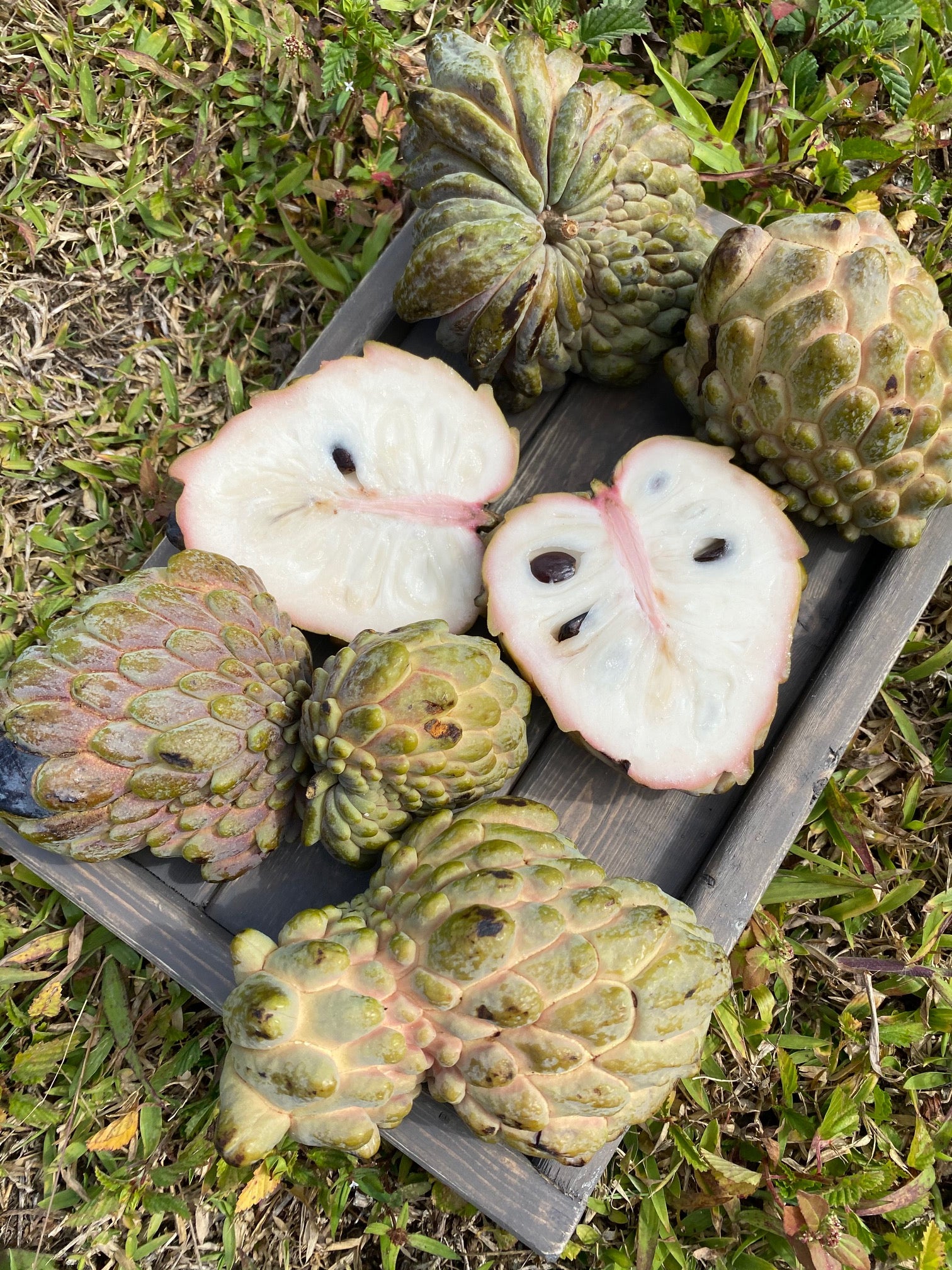 Lisa Atemoya – Miami Fruit