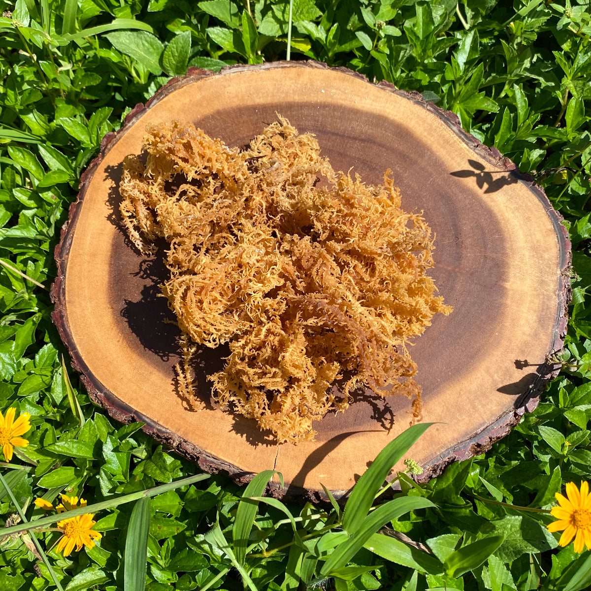 Wild Harvested Sea Moss – Miami Fruit
