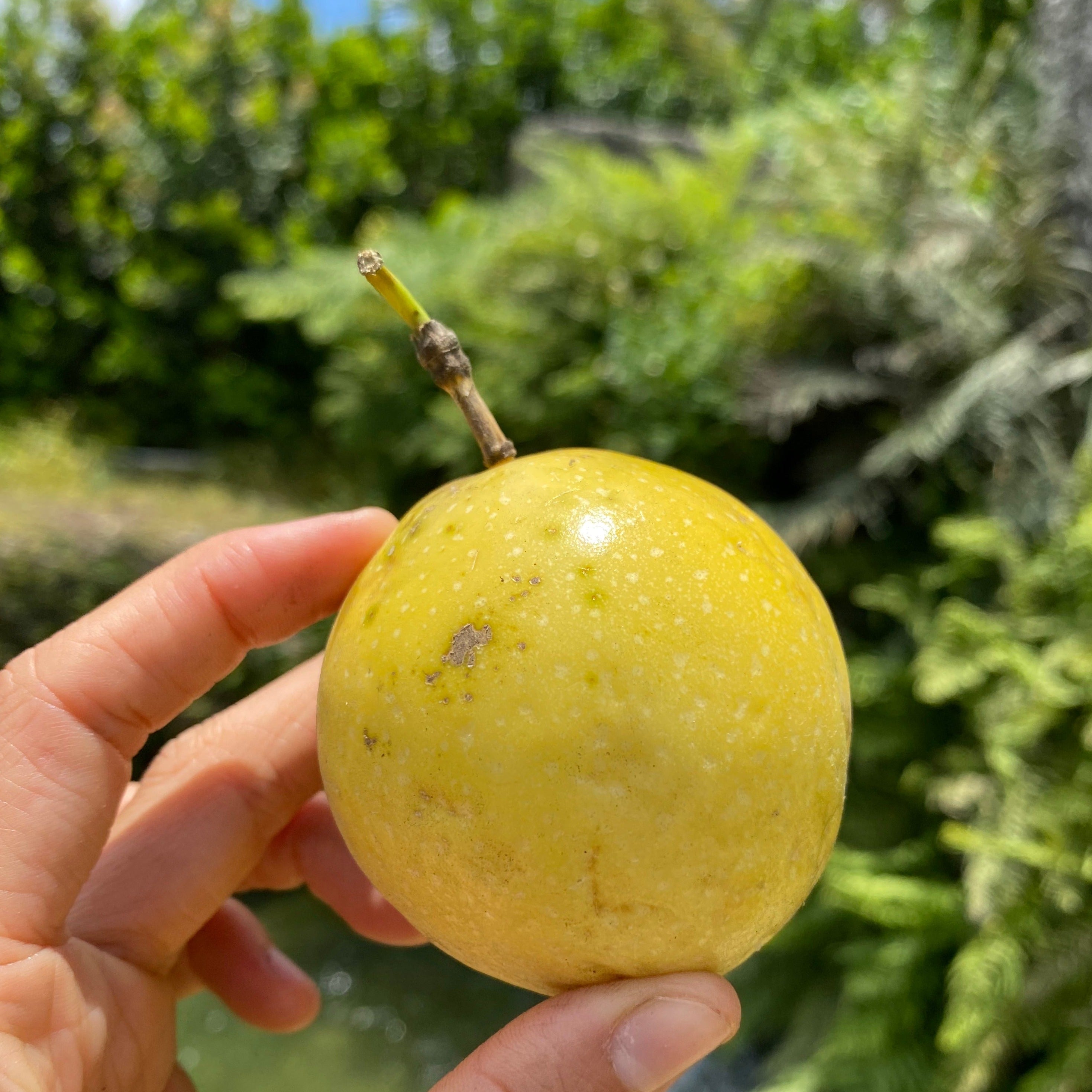 Golden Passionfruit (Lilikoi) *Pre-Order* – Miami Fruit